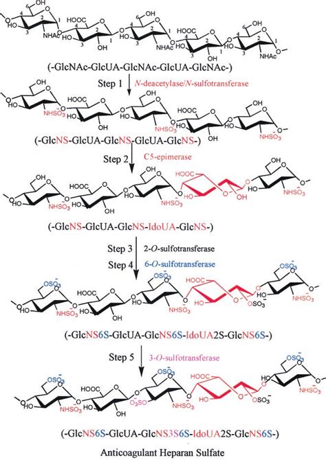 The Schematic Biosynthesis Of Anticoagulant Heparan Sulfate Five Steps