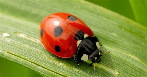 Ladybug Spiritual Meaning And Symbolism Is Ladybug Your Spirit Animal