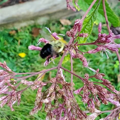 Eutrochium Maculatum Gateway Syn Eupatorium Maculatum Gateway Joe Pye Weed Gateway