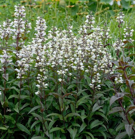Red Bearded Tongue Plant