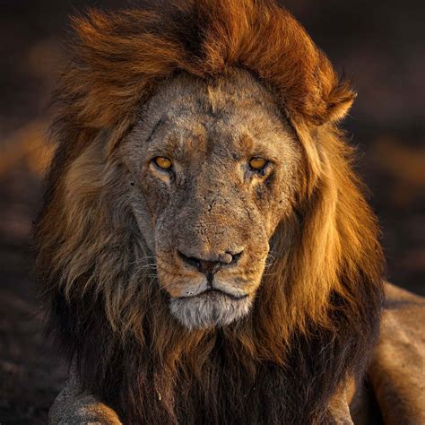 Lev Pustinný Smečka Na Spáleništi Naturephotocz