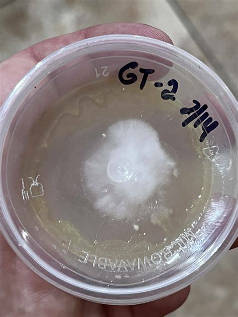 Wtf Is This Contamination And Coming From Mushroom Cultivation