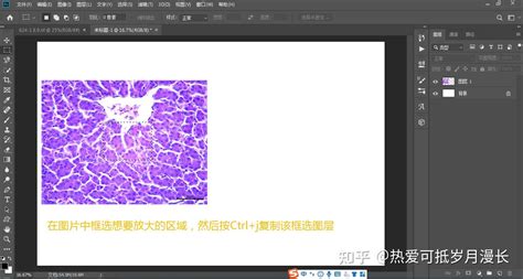 Ps如何做出高分论文局部放大图！ 知乎