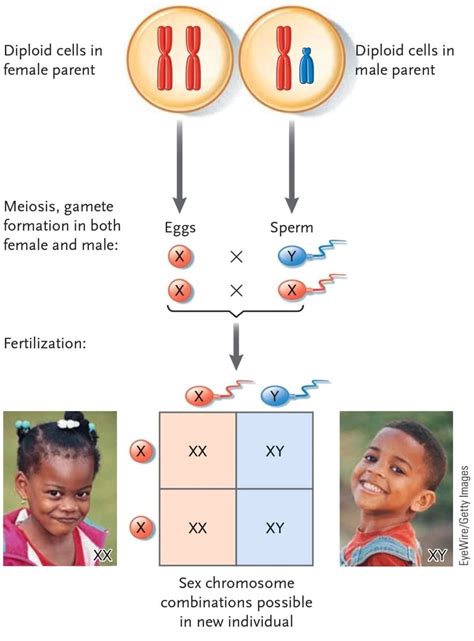 Sex Chromosomes And Sex Determination In Humans Hanaa Fayed Posted On The Topic Linkedin