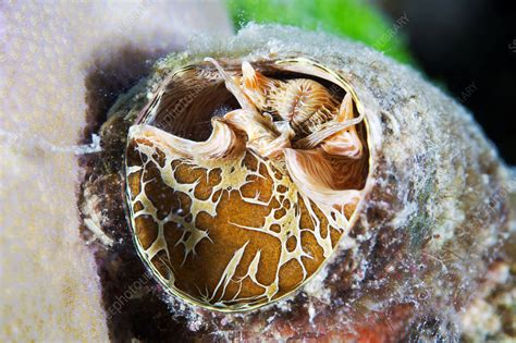 Thylacodes Mollusc Stock Image C0426809 Science Photo Library