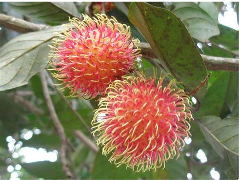 Rambutan Fruit Tree Red Fruit Tree