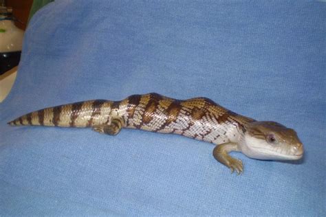 Metabolic Bone Disease Causes Treatment And Prevention