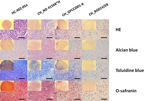 The 3d Pellet Culture Produced Premature Chondrogenic Like Spheres