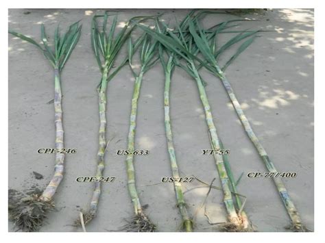 Identifications Of Different Sugar Cane Varieties By Muhammad Faizan