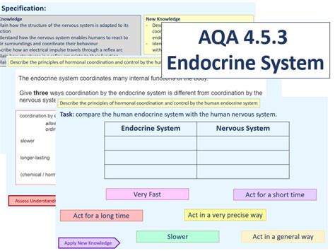 Aqa Gcse Biology Endocrine System Introduction Teaching Resources