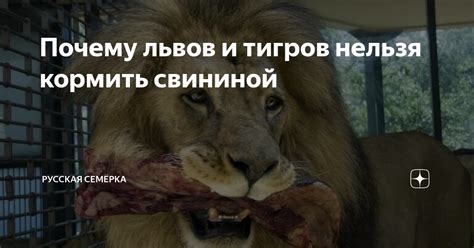 Почему львов и тигров нельзя кормить свининой Русская Семёрка Дзен