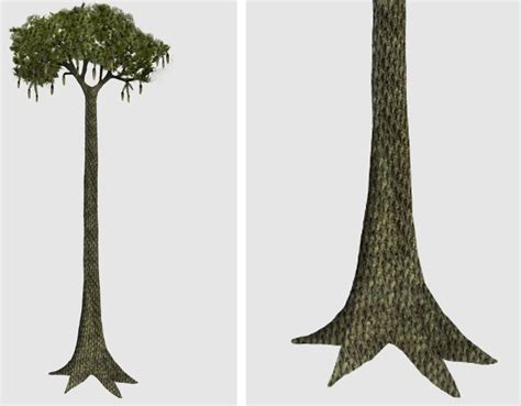 Lepidodendron Tree