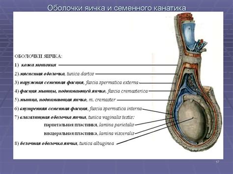 Развитие и функциональная анатомия половых органов презентация онлайн