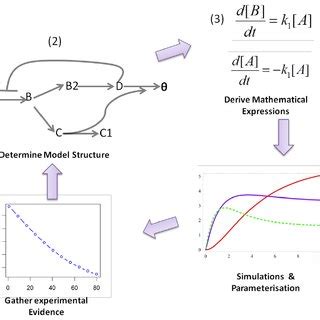 The Steps Involved In Constructing A Computational Systems Biology Model Download Scientific