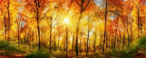 Yellow Orange Burst Page 14 Xnxx Adult Forum