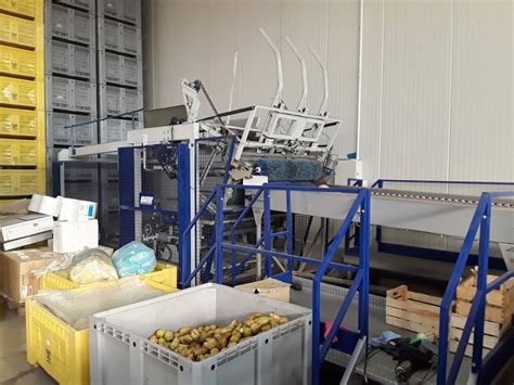 Unitec 2 Lines Mango Grading Line Fruit Graders