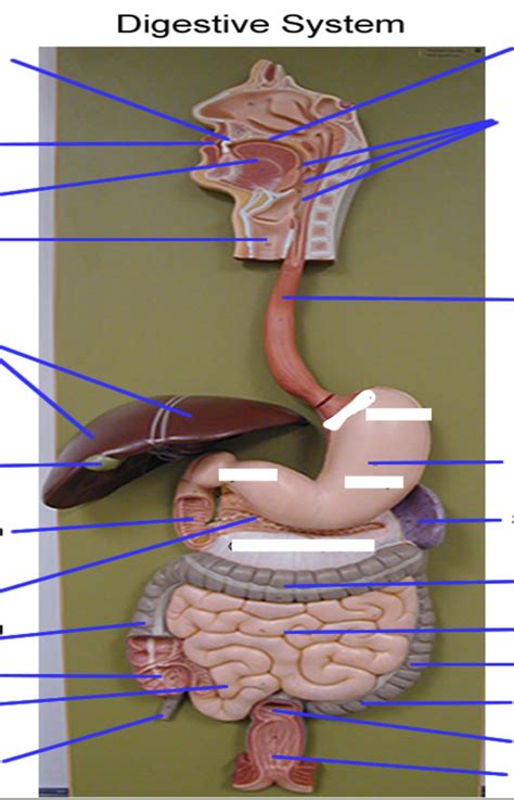 Digestive System Overview Diagram Quizlet