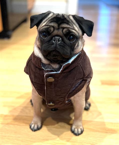 Little Paws Suji Rpugs