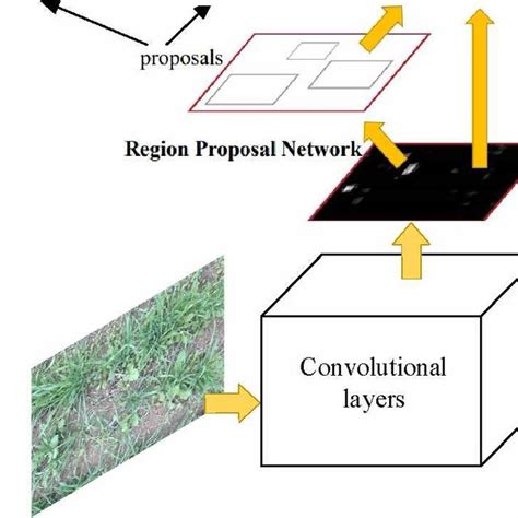 illustration o f the faster r cnn model for weed detection [27