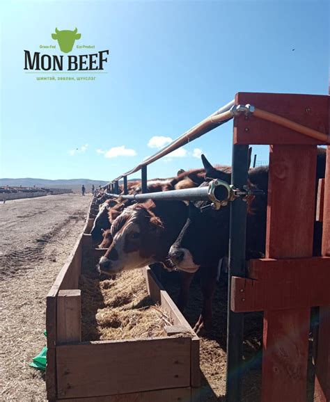 Monbeef Үхрийн махны ач тус 1 Үхрийн маханд олон