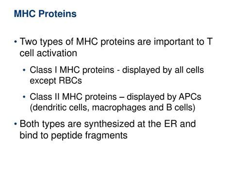 Primary Immune Response Ppt Download