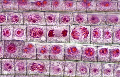Fases De La Mitosis Bajo El Microscopio Etiquetadas La Célula 8
