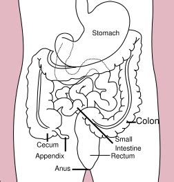 Human Physiology Wikidoc