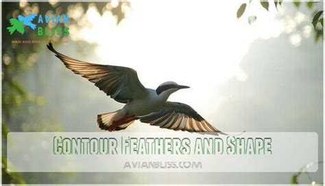 Bird Facts About Feathers Structure Types And Fascinating Functions
