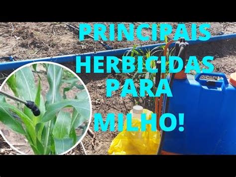 Principais Herbicidas Para Controlar O Mato No Milho Principais