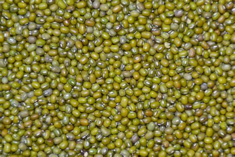 Mung Bohnen Graf Gmbh