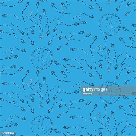 61 Human Oocyte Structure High Res Illustrations Getty Images