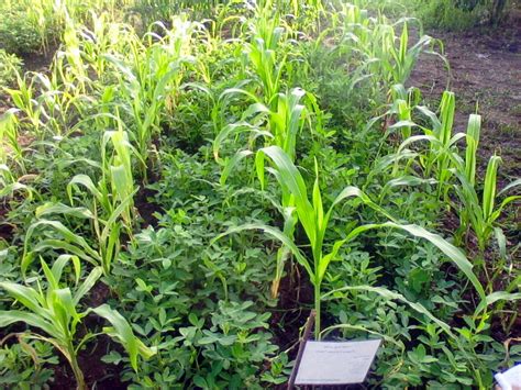 Cara Menanam Tumpang Sari Jagung Dengan Kacang Tanah Agrozine
