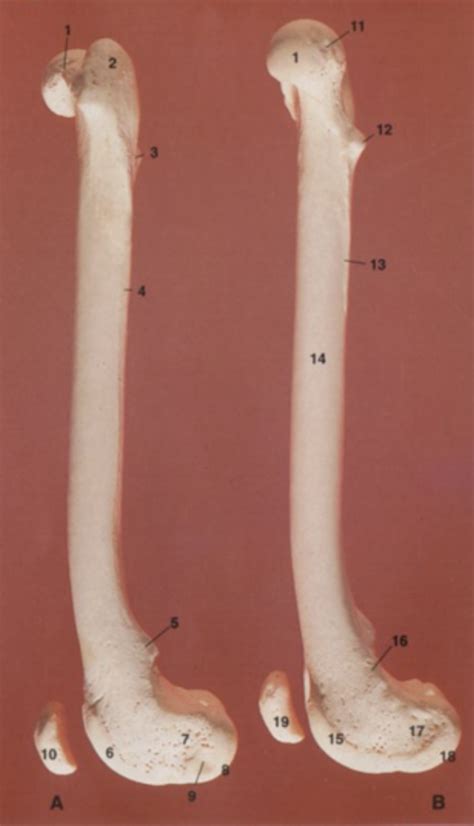 Femur Lateral And Medial Diagram Quizlet