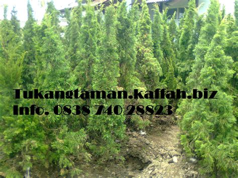 Cemara Lilin Penjual Cemara Lilin Cemara Lilin Natal Tukang Taman