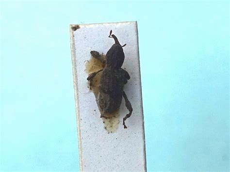 Curculionidae Sp