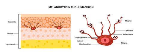Melanin And Melanocytes Stock Illustration Download Image Now