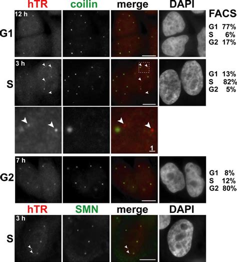 In Situ Localization Of Htr In Synchronized Hela Cells Hela Cells Were