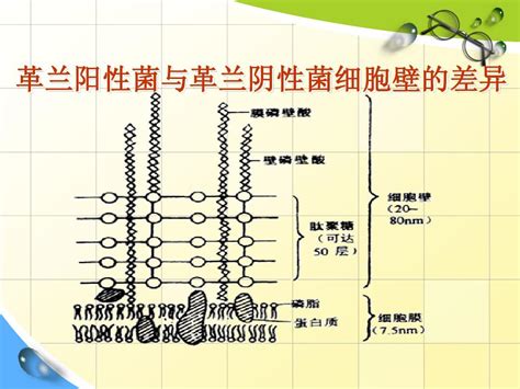 革兰阳性菌 Word文档在线阅读与下载 无忧文档