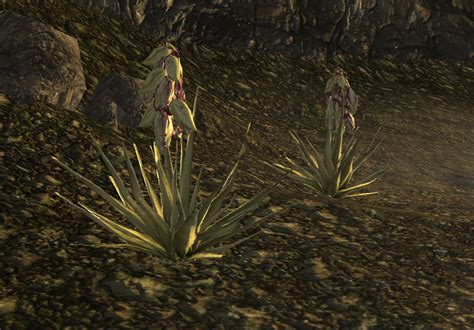 Banana Yucca The Vault Fallout Wiki Everything You Need To Know
