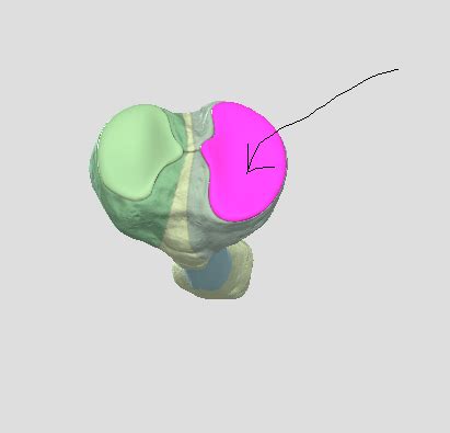 Tibia Flashcards Quizlet