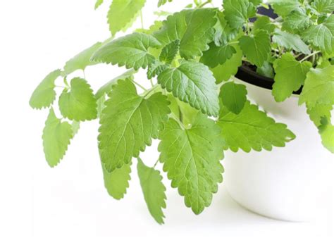 How To Grow Catnip For Bees Butterflies And Cats Joybilee Farm