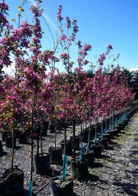 Malus Strathmore Pyramidal Crabapple Easy Big Trees Nz