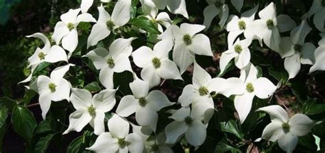 Kousa Snowboy Cornus Kousa Snowboy Growing Guides
