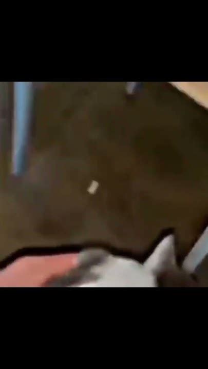 Gato Riendose Xd Youtube
