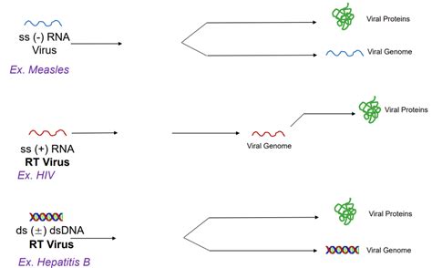 Diagram 2 Diagram Quizlet