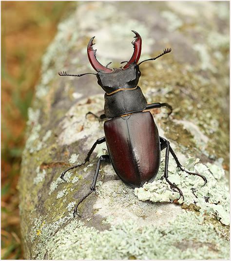 Beetle