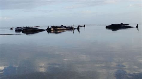 Marine Mammal Strandings Marine Mammals