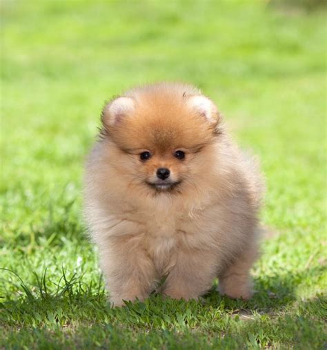 Spitz Welpen