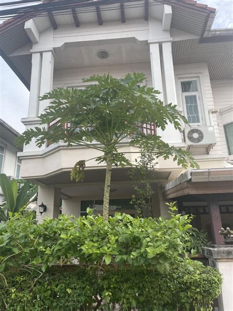 Correctly Id D A Papaya Tree From Seeing Them So Often On Osrs Osrs Is