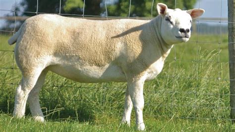Why Vaccination Could Help Reduce Mastitis In Flocks Farmers Weekly